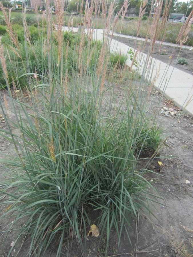 Indian Grass | MSD